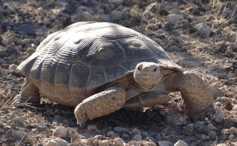 Organizations raise new environmental concerns in controversial ...