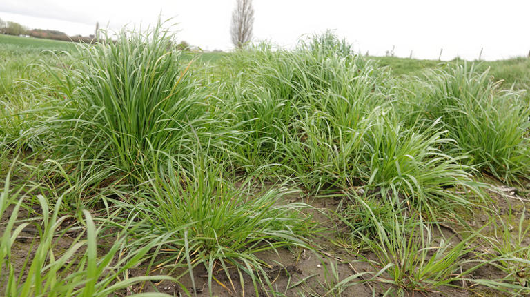 Homeowner Concerned As Mysterious Lawn Growth Chokes Out Surrounding ...