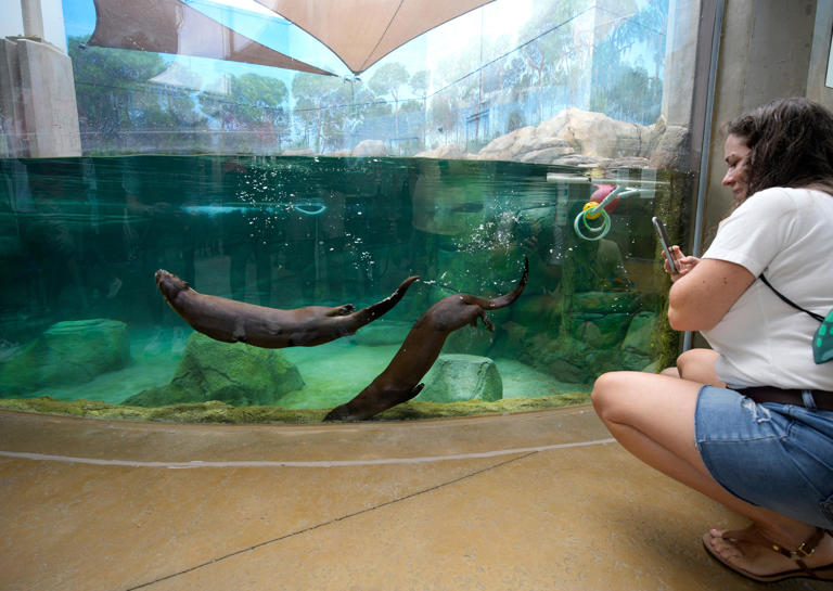 Before you visit Mote SEA in Sarasota here's what to know about tickets ...