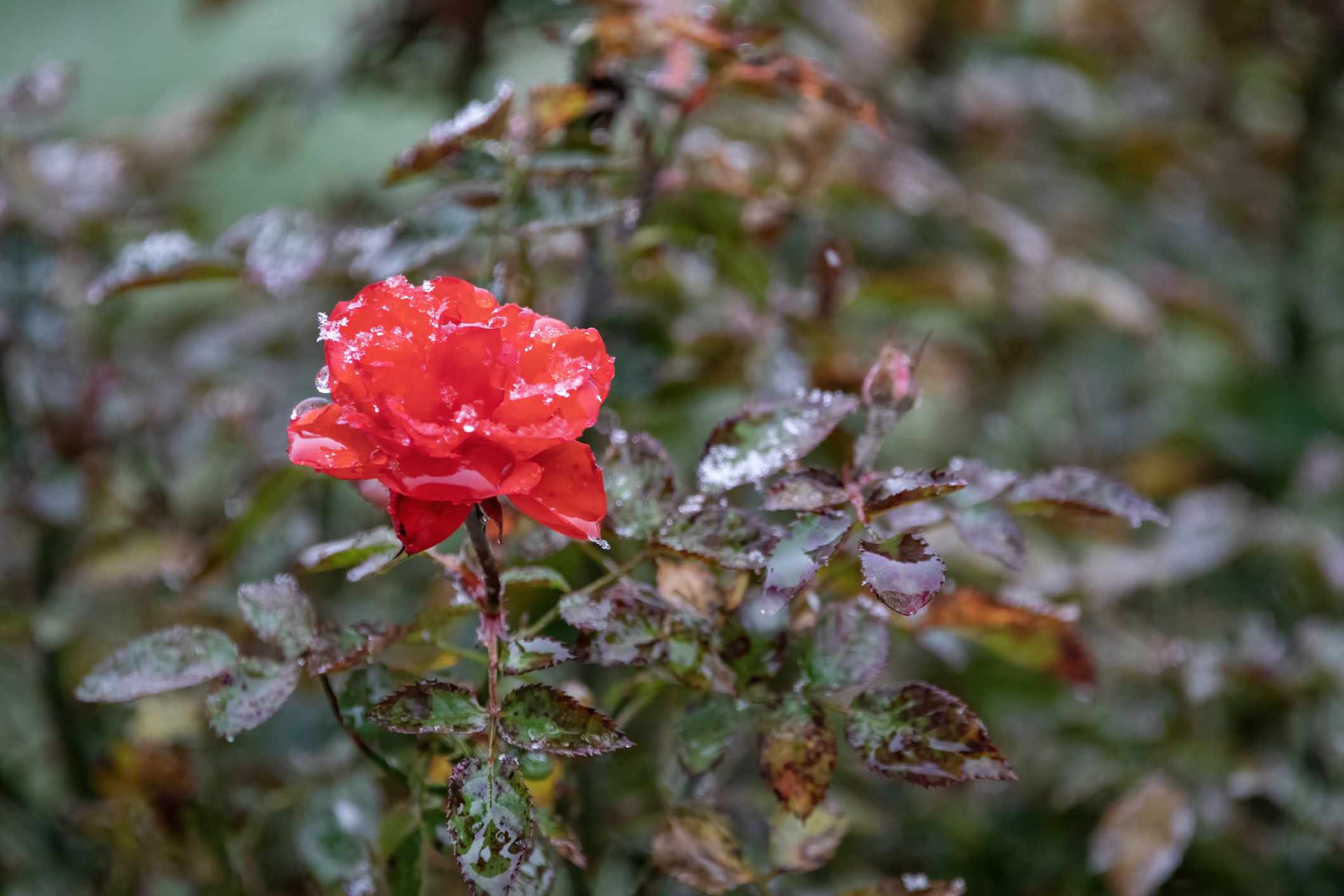 How to Protect Your Roses From Winter Damage (It Starts Right Now)