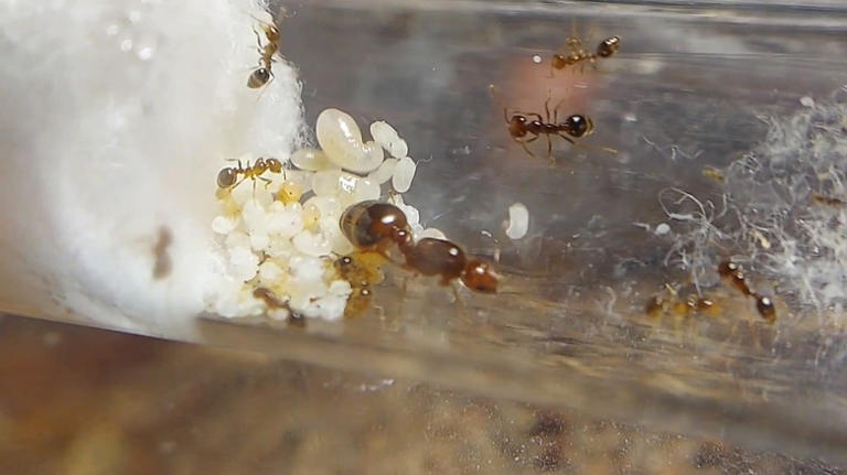 7 Types Of Fire Ants You Might Find In Your Yard (& Why The Difference ...