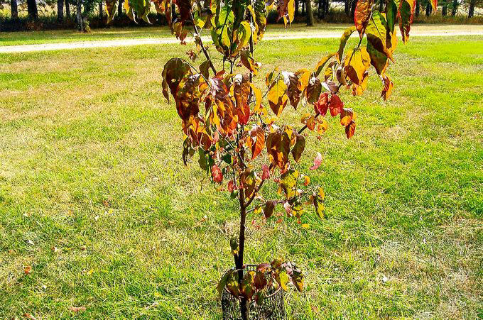 Burning Bush Plants: What Gardeners Need to Know