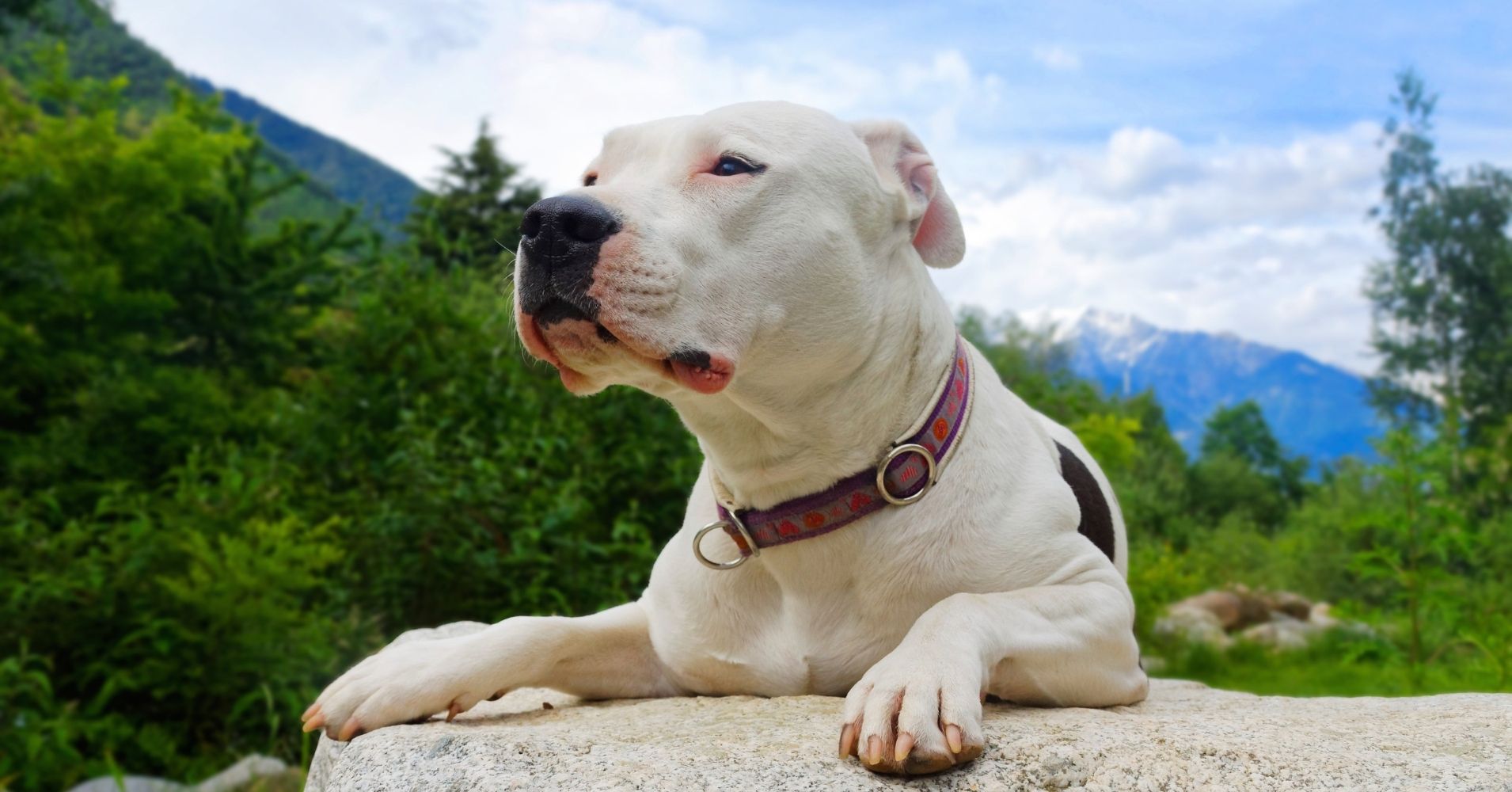 26 Dog Breeds Historically Associated with Strong Defensive Behavior