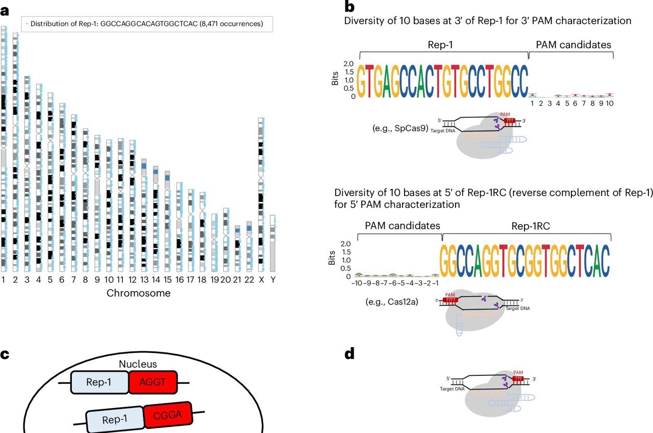 Cracking the CRISPR code to find the 'passwords' that unlock its full ...