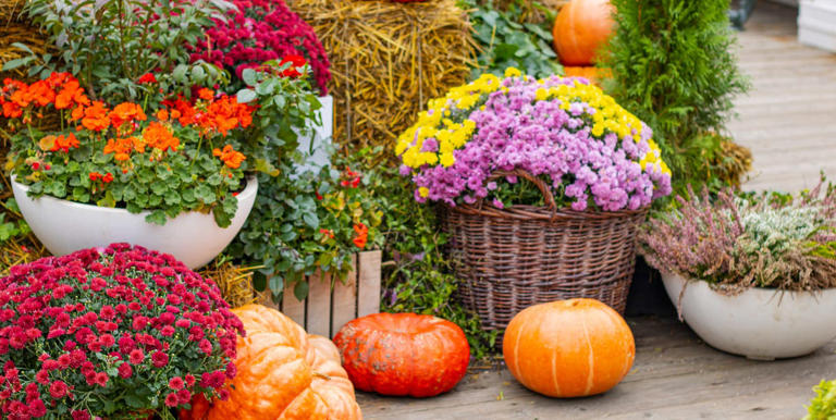 Keep Your Garden Going With These Cold-Tolerant Container Plants