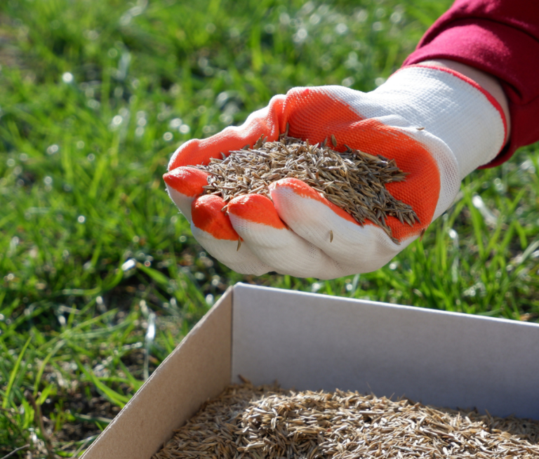 Stop Waiting Until Spring. Now Is the Best Time to Plant Grass Seed for ...