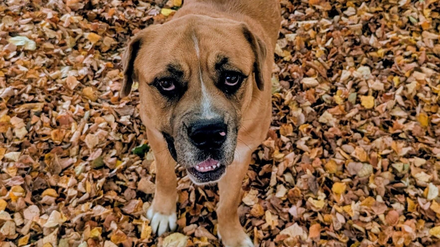 Summit County Animal Control reduces adoption fees to $28 for dogs this ...