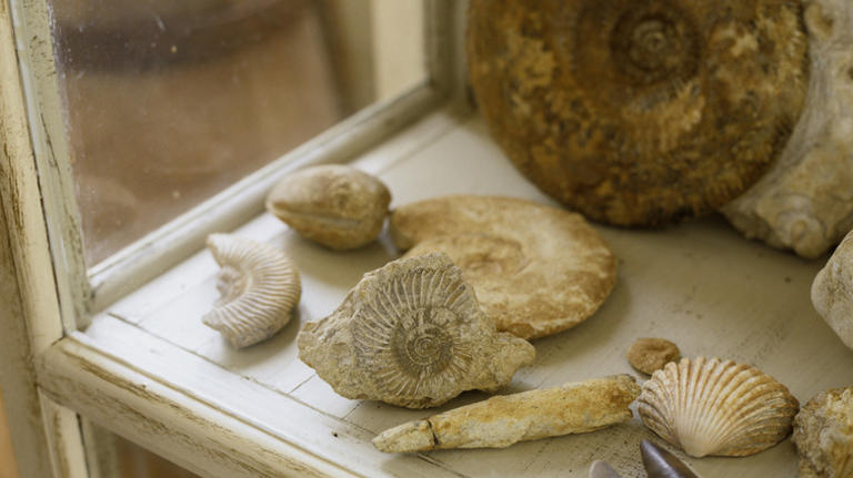 What It Means To Find A Fossil In Your Garden (& The First Thing You ...