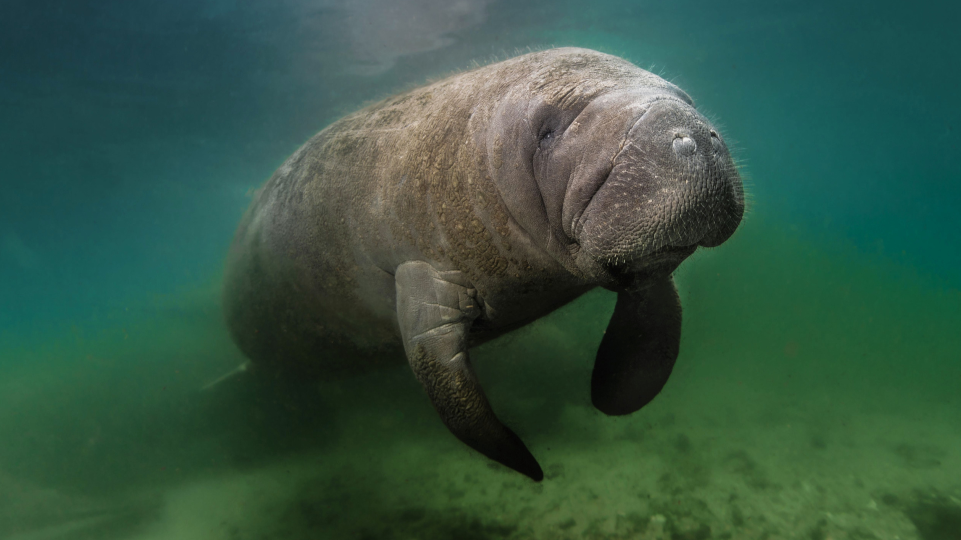 13 Creatures That Sleep With Only Half Their Brain