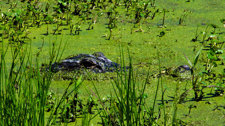 This South Carolina Park Over A 'Geological Oddity' Is A Hidden Gem ...