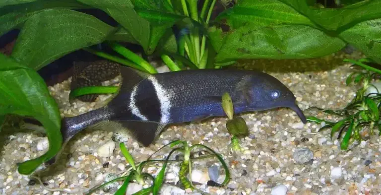 5 Smartest Fish in the World - Check the List Here!