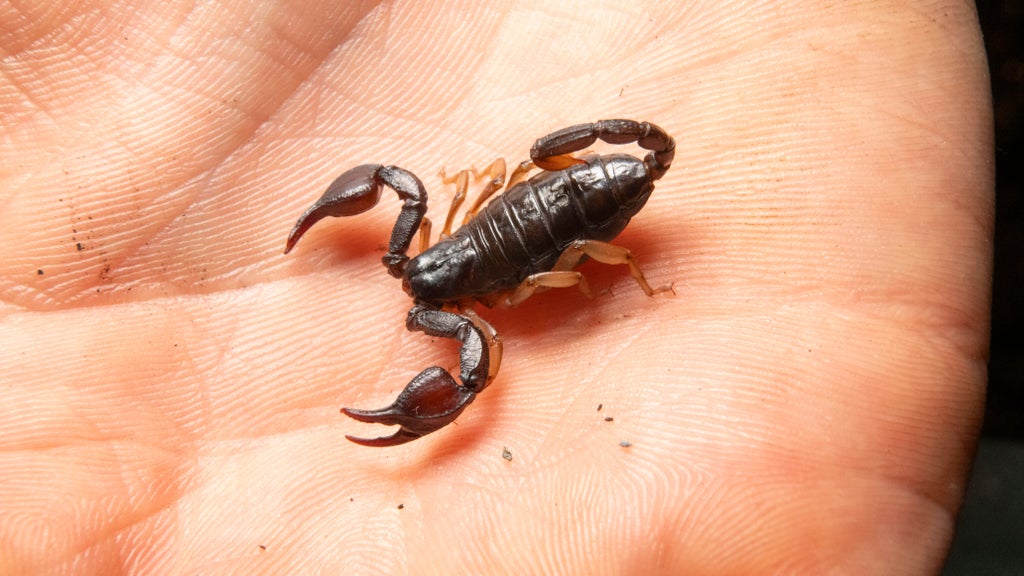 Scorpion-topped Potato Patch fries? Kennywood to host spine-chilling ...