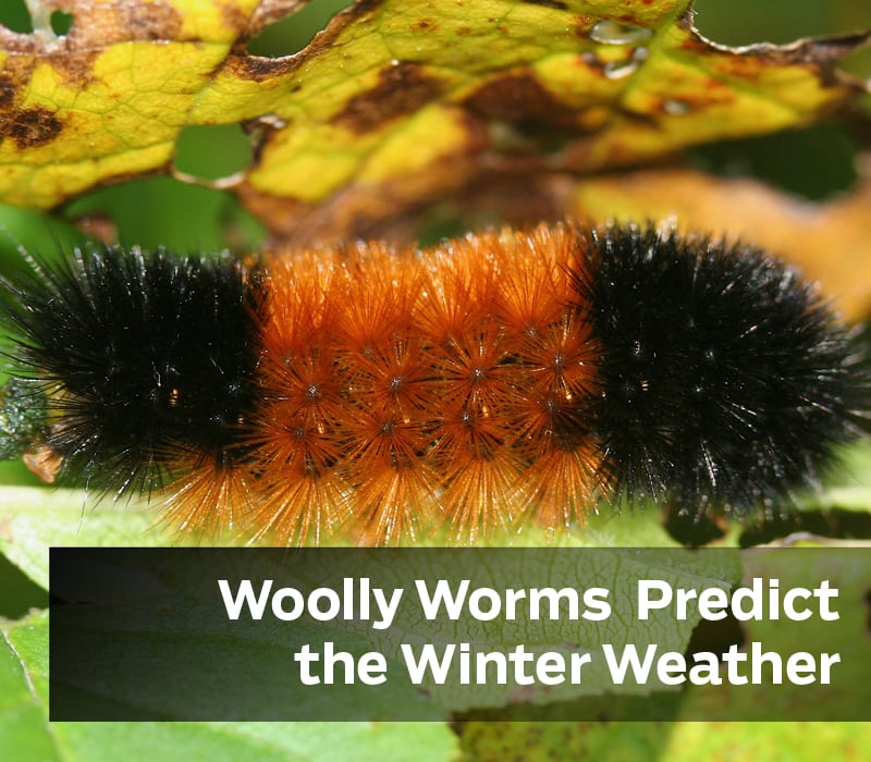 The woolly worms are back... what their color means for our winter forecast