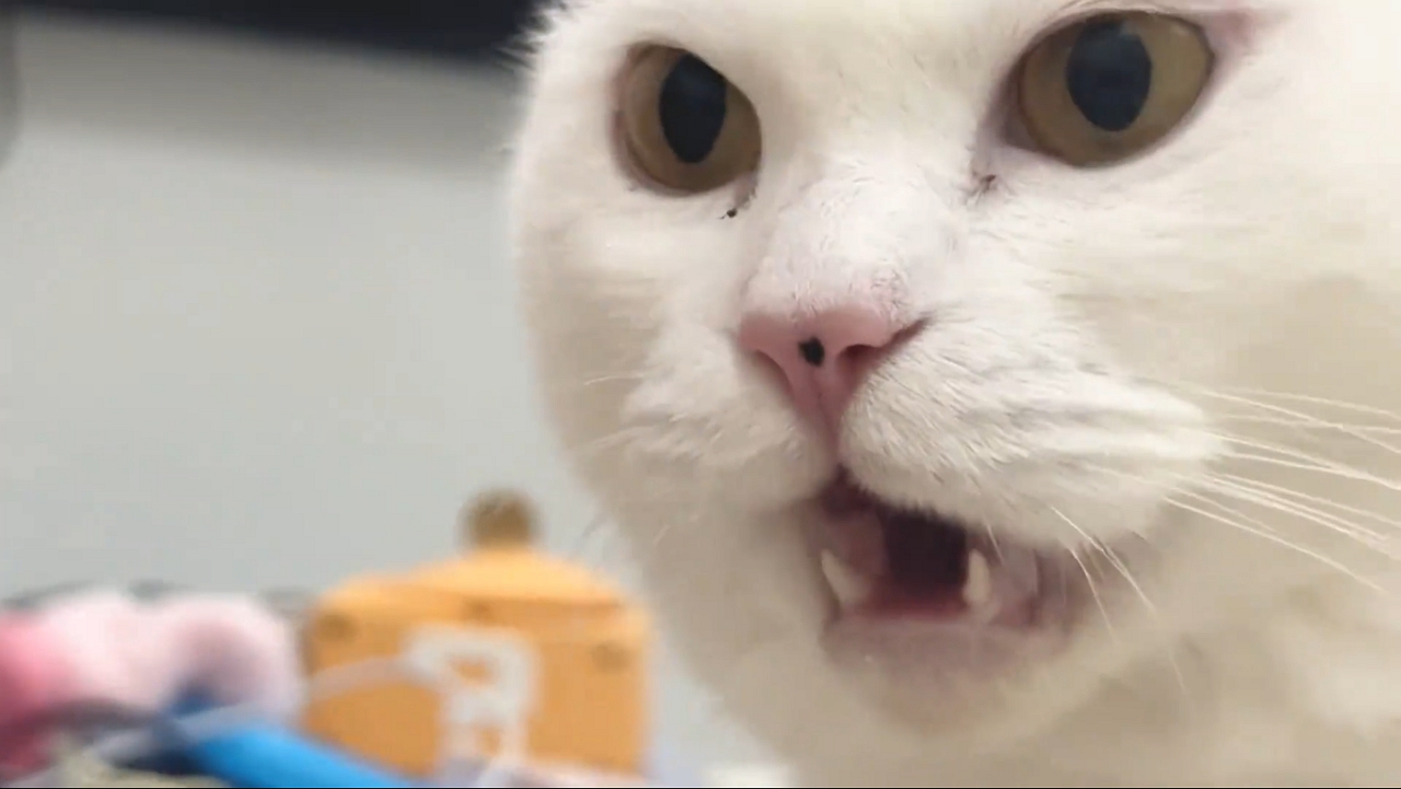 Khao Manee cat reacts hilariously after smelling owner’s leg in Jiangsu, China