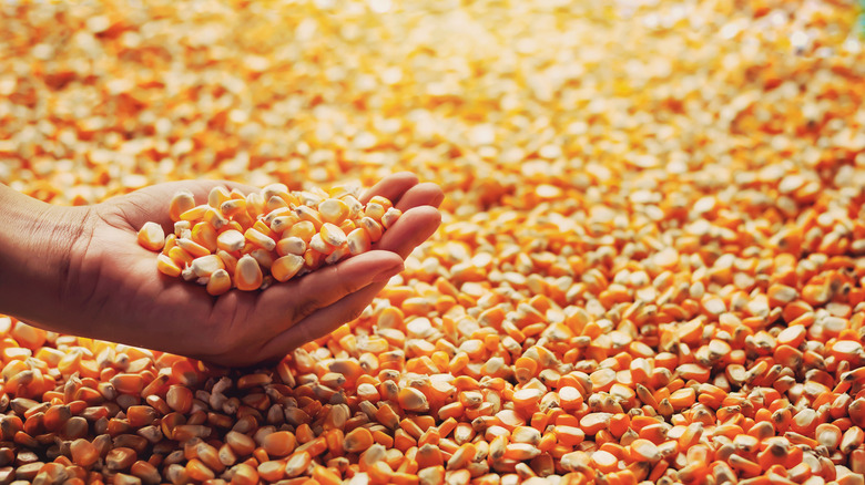 The Fascinating Ancient History Of Corn