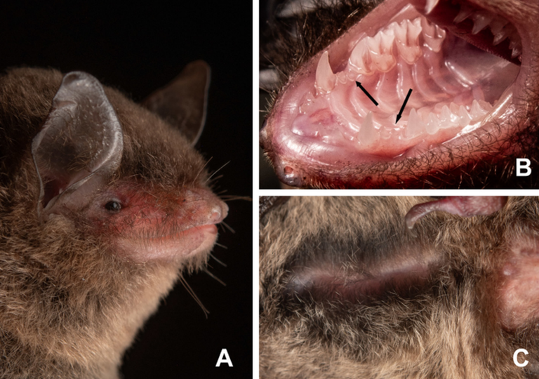 ‘Woolly' bat weighing as much as a nickel detected in Guatemala for ...