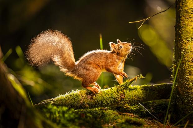 Hope for future of 'rare' red squirrels after 16 spotted in 'super ...