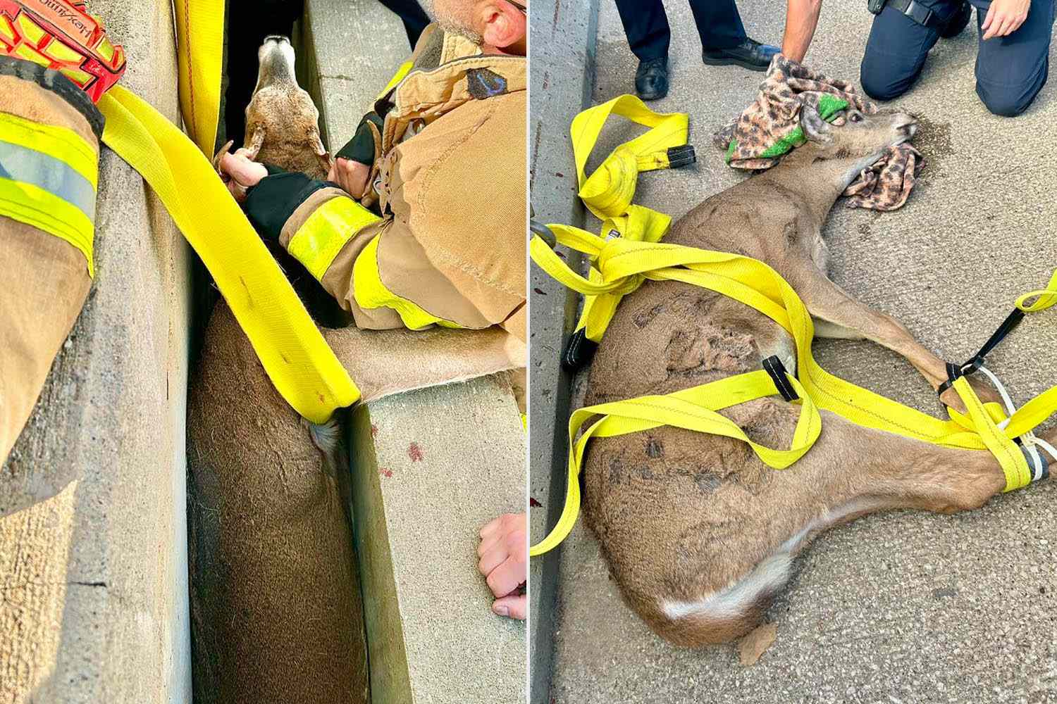 Michigan Officials Rescue an 'Inescapably Wedged' Deer Trapped Between ...