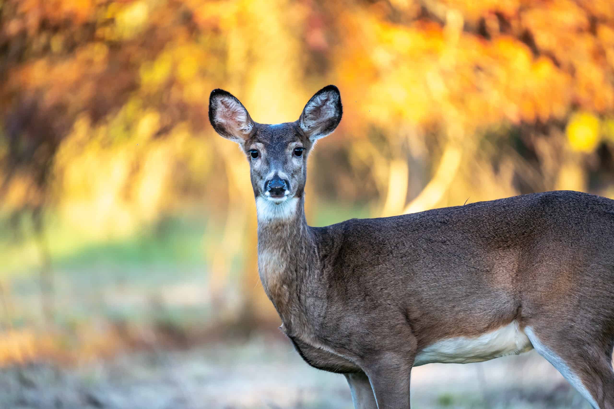 Chronic Wasting Disease Increase and 10 Types of Deer Disease You ...