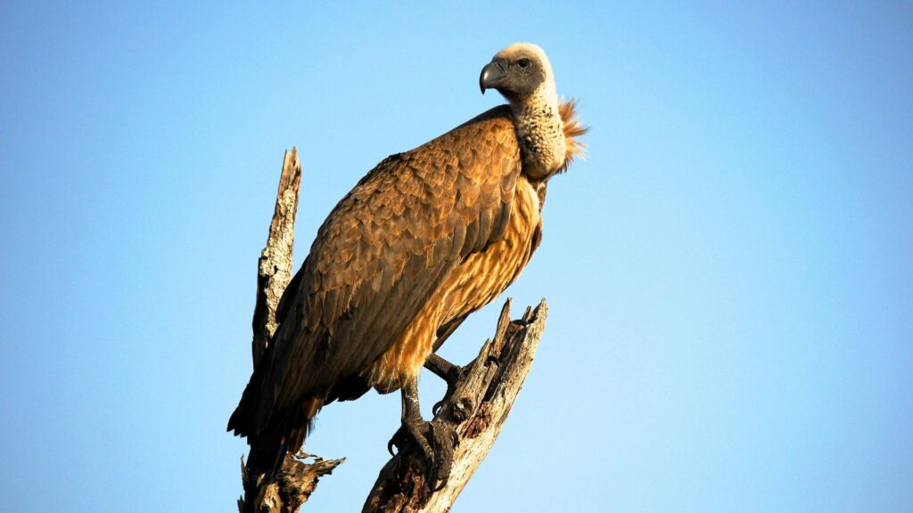 Centuries-Old Weapons and Clothes Discovered in Bearded Vulture Nests