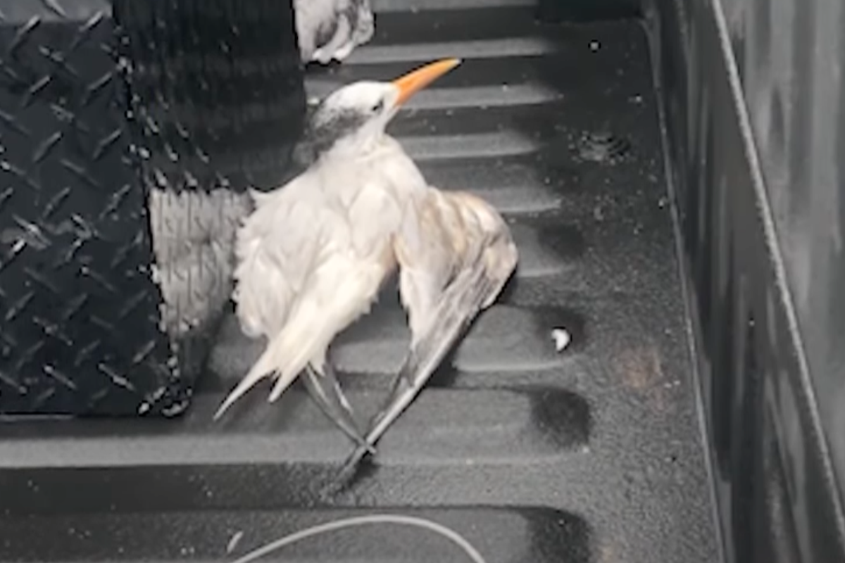 Feds investigating after 50 birds are run over in Florida - and only ...