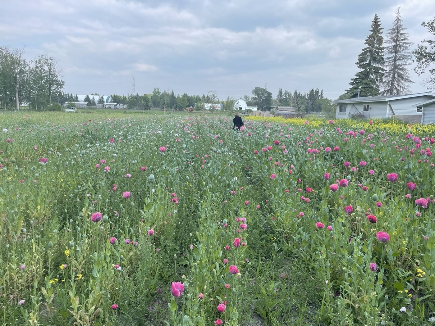 Four charged after police find 60,000 opium plants in field behind ...