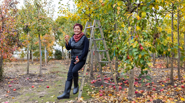 5 Fast-Growing Fruit Trees You Should Be Planting In The Fall