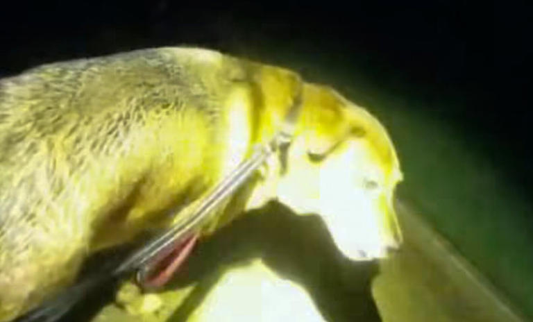 Eeyore the dog helps a Florida deputy find a missing 86-year-old woman