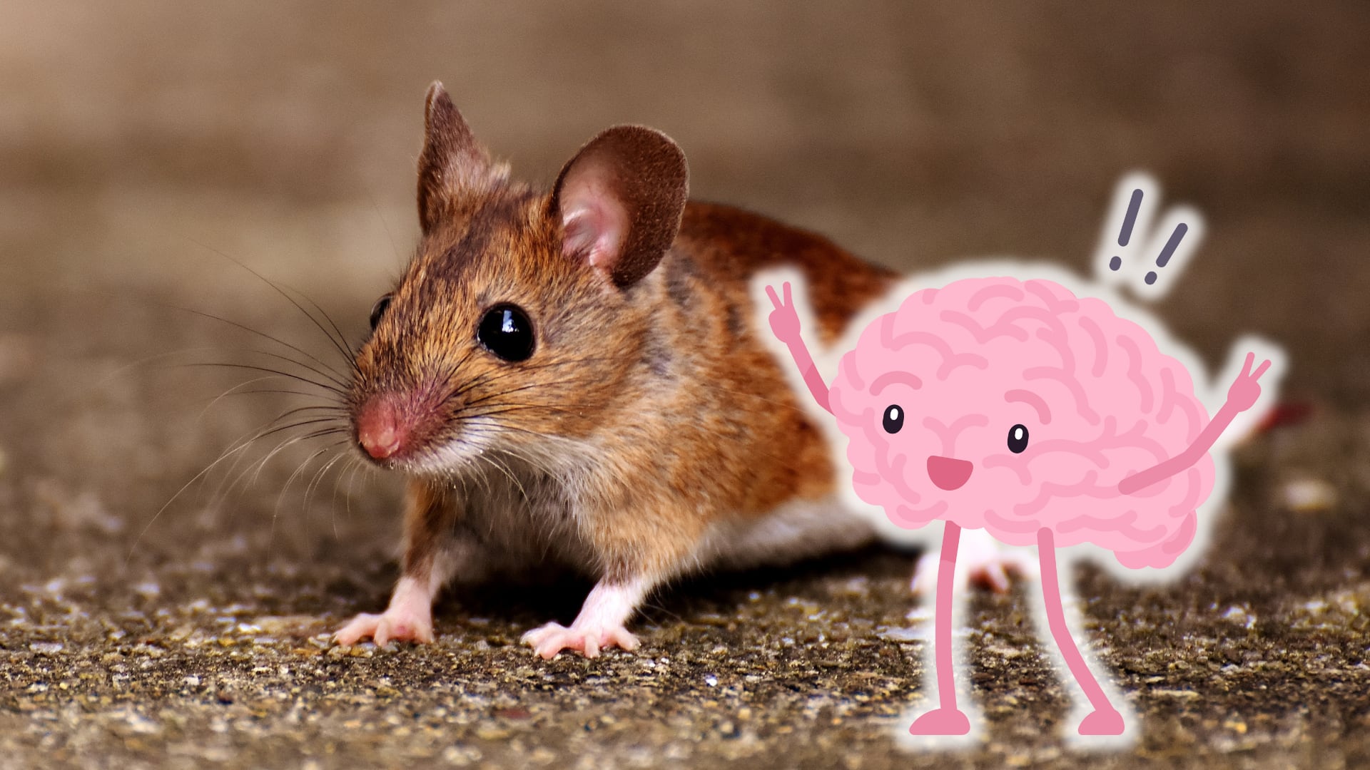 Por primera vez, la IA traza un mapa completo del cerebro de un ratón