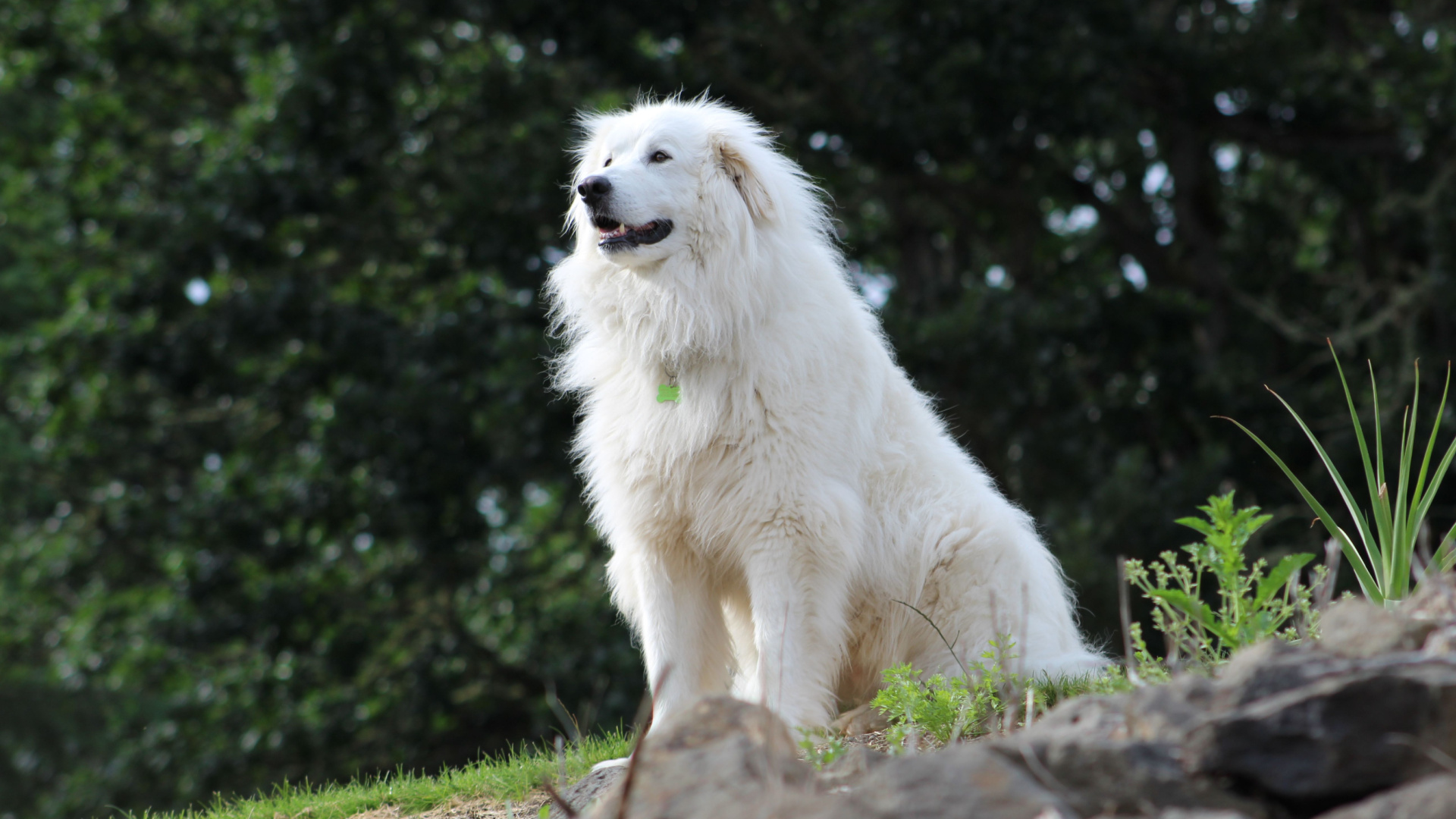 10 Dog Breeds That Are Strong Enough To Face A Wolf