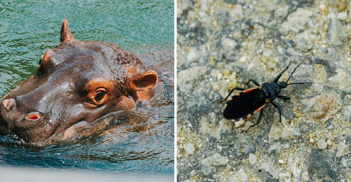 7 Animals That Kill More Humans Than Sharks