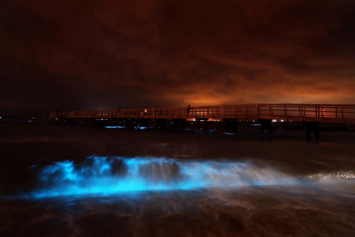 Shimmering Shores, Forests & Caves: Where to See Bioluminescence in the ...
