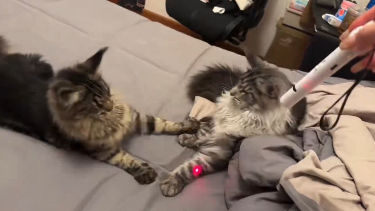 Cats playfully fight over laser pointer in Shandong, China