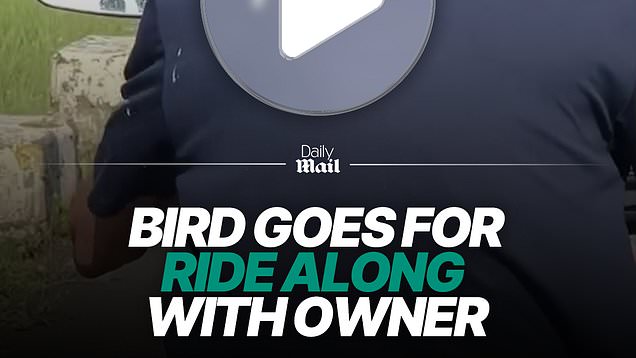 Adorable bird goes for ride along with owner