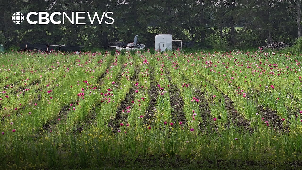 Edmonton police make second largest opium poppy seizure in Canada