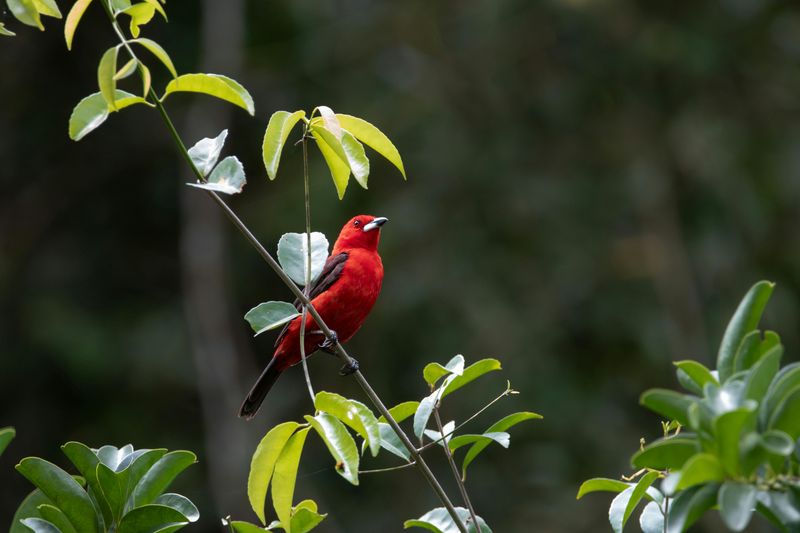 13 Of The Most Colorful Birds You Can Spot In North America
