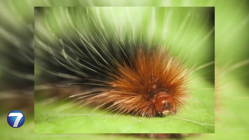 The woolly worms are back... what their color means for our winter forecast