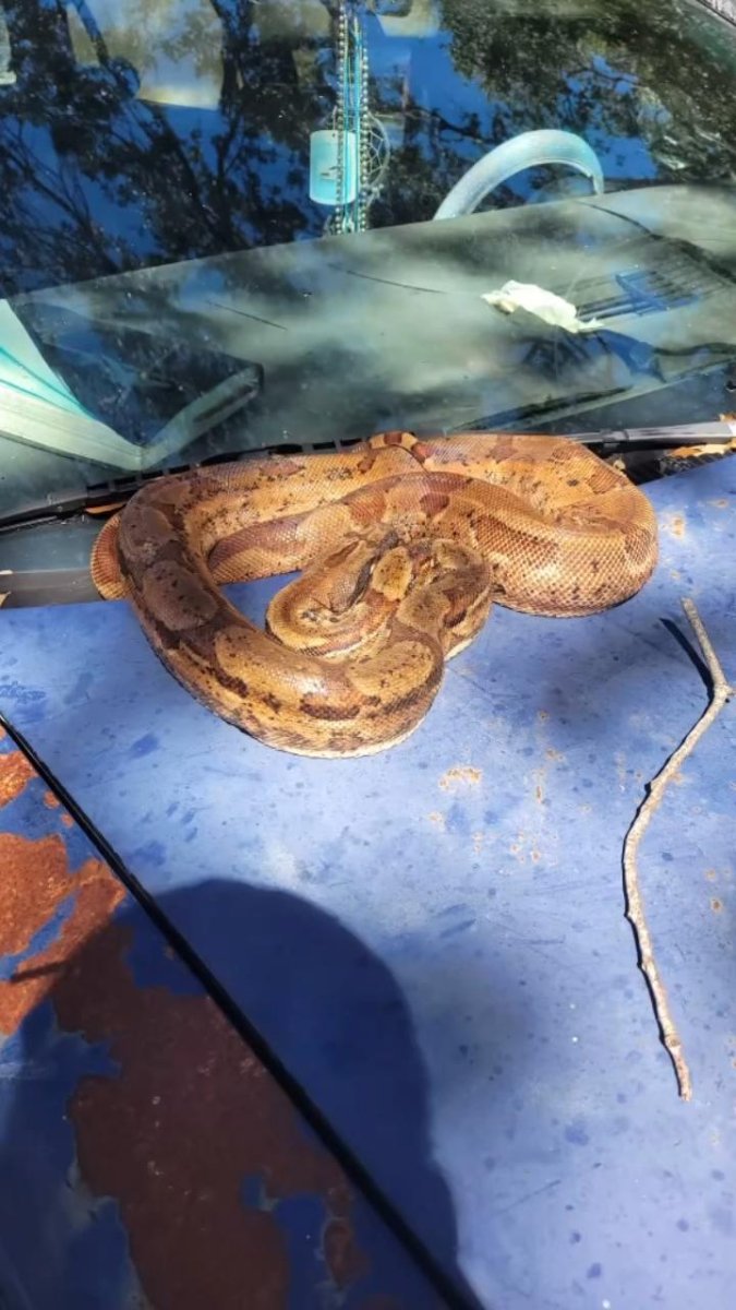 Watch: Large boa constrictor found 'camped out' on car hood in Florida