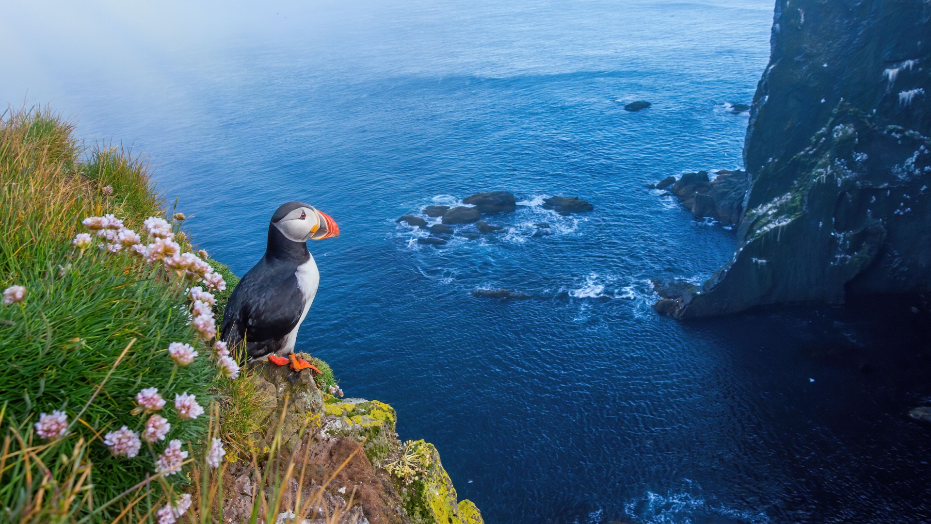 Marine Animals Commonly Seen Along Nova Scotia’s Coast