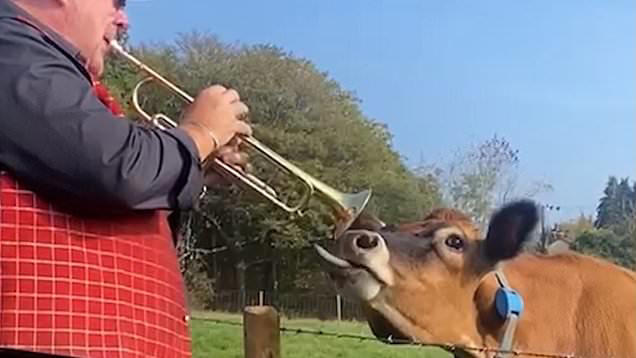 Farmer hires jazz band to boost cows' milk yield