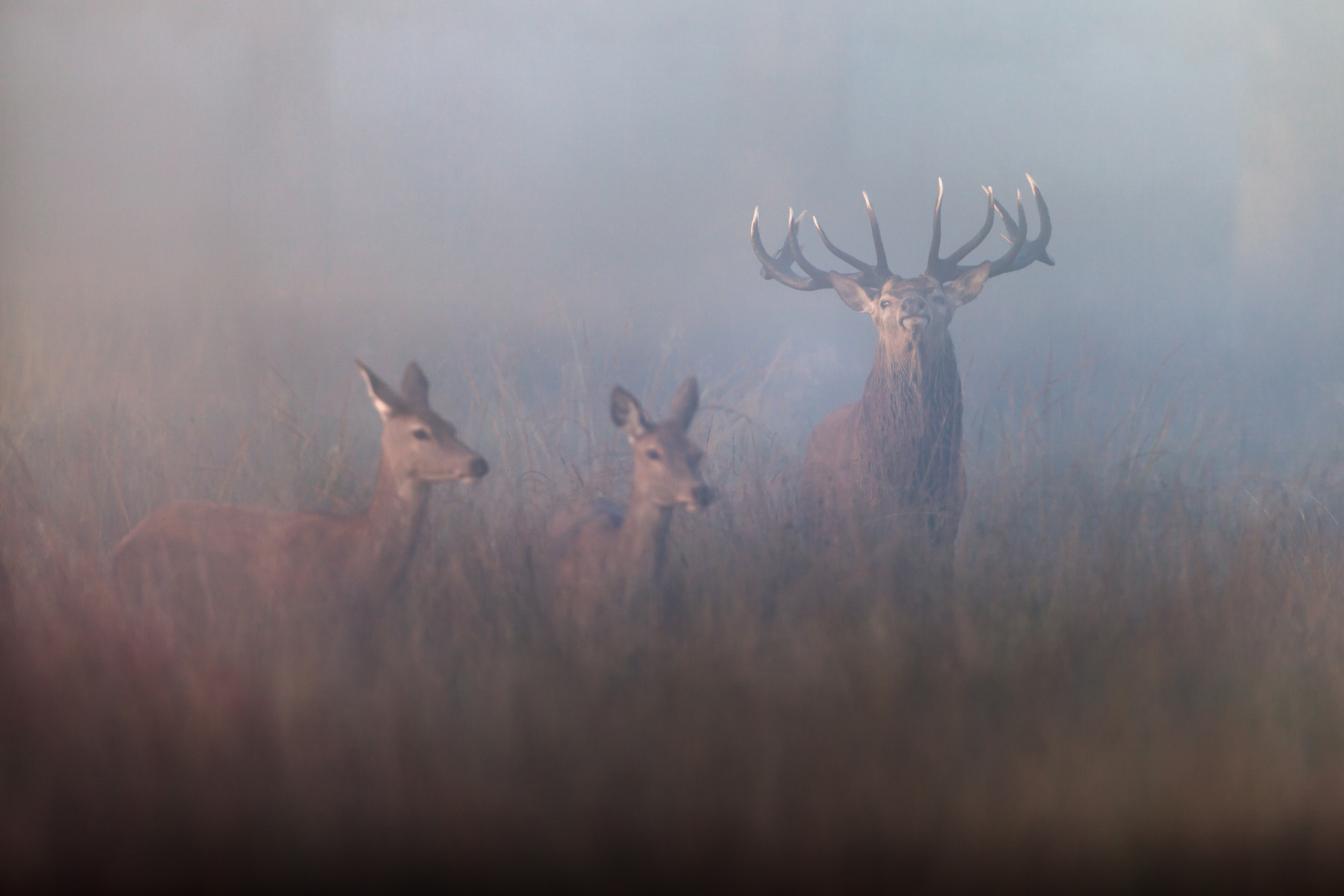 Nature's real-life zombies you never knew existed