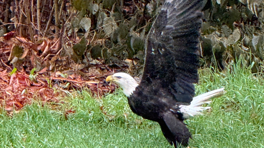 PHOTOS: Bald eagle spotted in Colrain