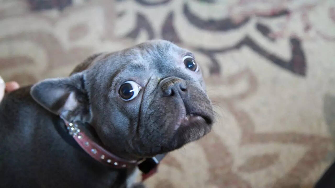 6 science-backed secrets behind your dog’s super senses