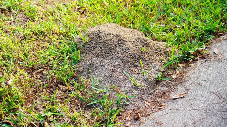 7 Types Of Fire Ants You Might Find In Your Yard (& Why The Difference ...