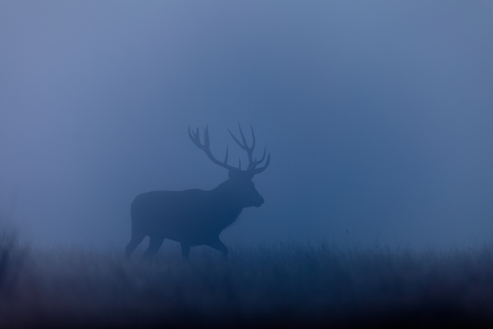 Nature's real-life zombies you never knew existed