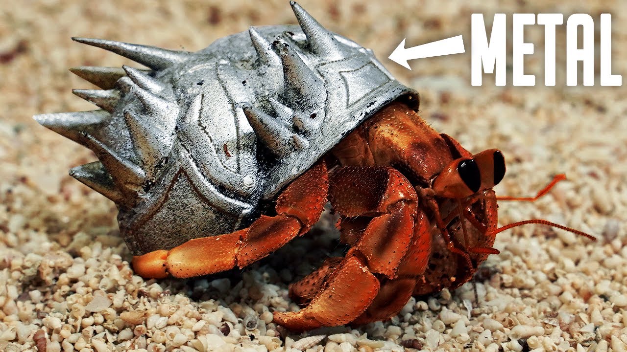 I created armor for hermit crabs!🐚