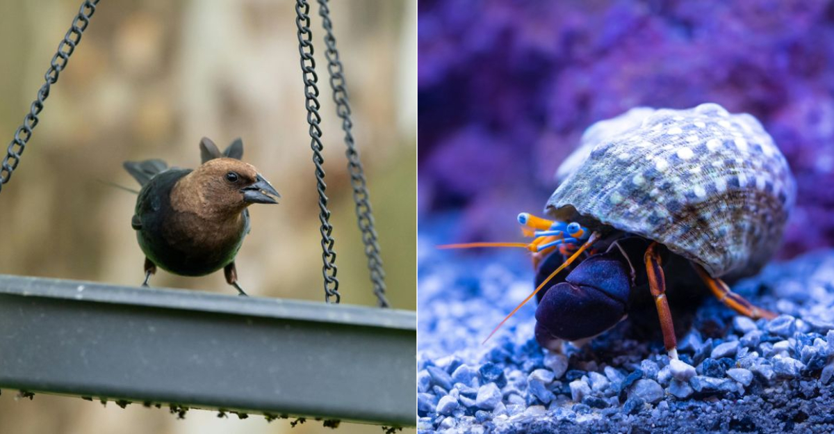 10 Creatures That Steal Homes From Others In The Wild