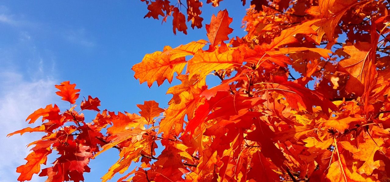 Houden de bomen hun bladeren lang, wees voor een strenge winter bang
