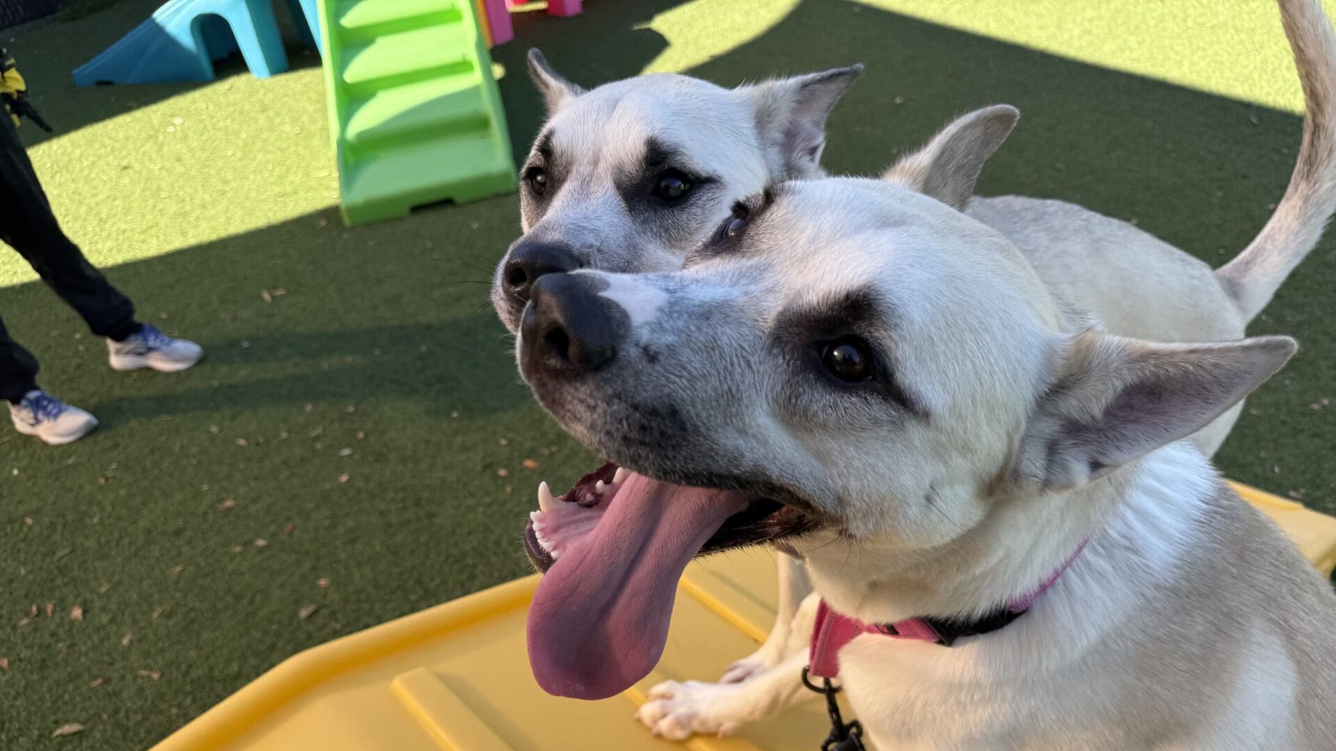 Separated dog siblings reunited at shelter after ‘one in a million ...