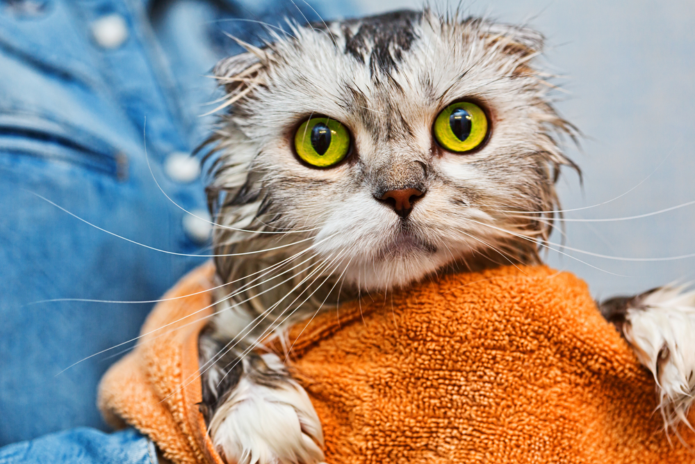 Saker du gör i all välmening – som kan irritera din katt